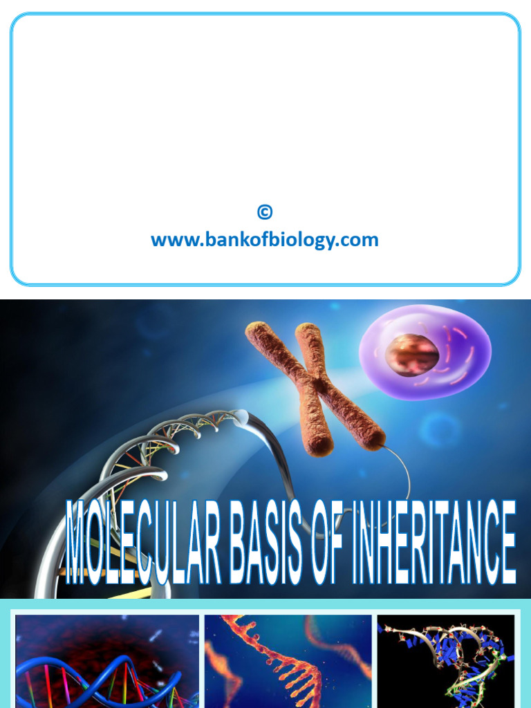 6 Molecular Basis of Inheritance - PPSX | PDF | Nucleotides | Dna