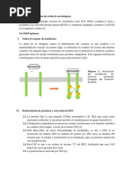 Cascada Ras y Vía MAPK en Células | PDF | Nucleo celular | Quinasa
