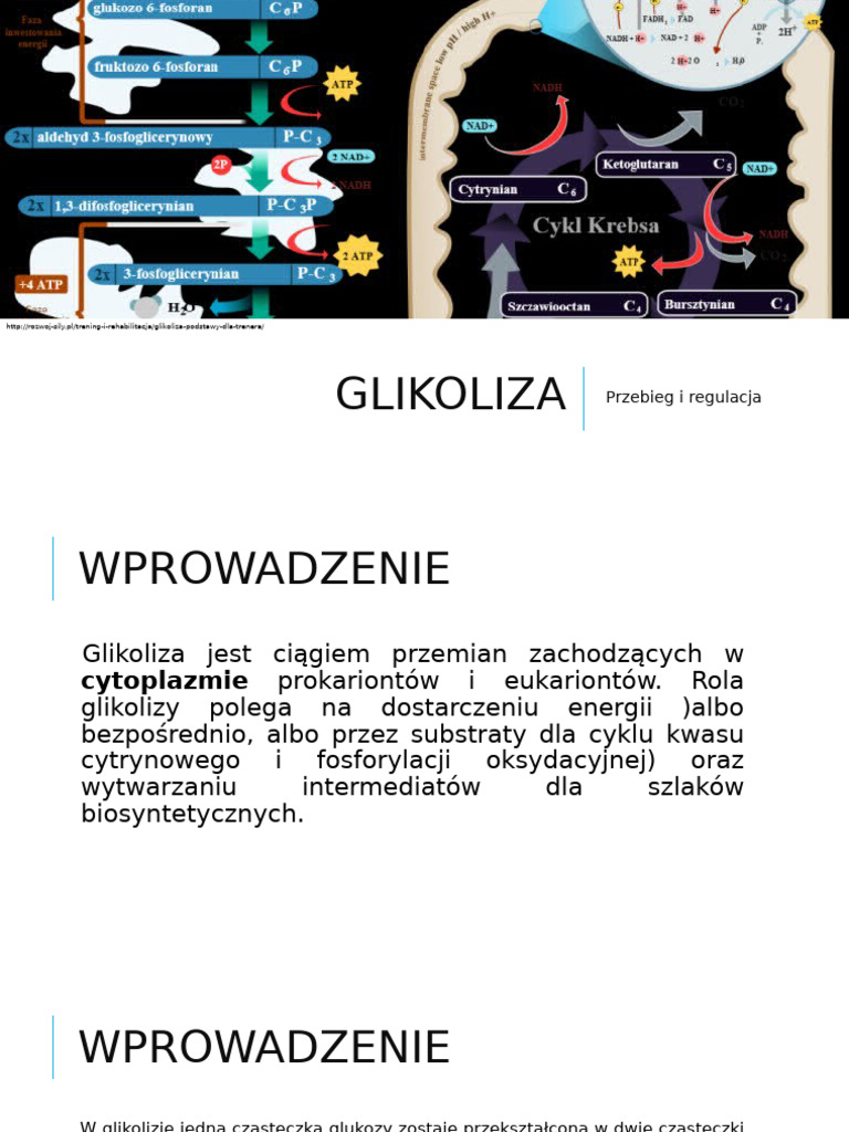 Glikoliza I Glukoneogeneza | PDF