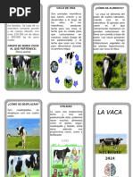 Ciclo de Vida de la Vaca para Niños | PDF | Vacas | Leche