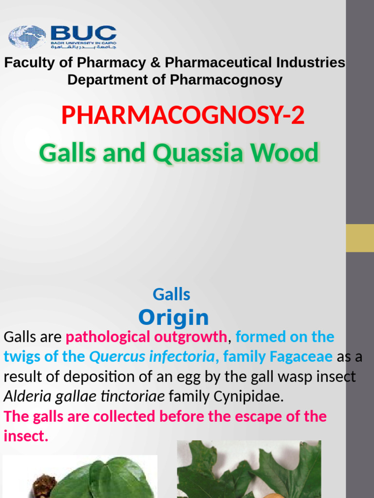 Galls and Quassia Wood Analysis | PDF | Wood