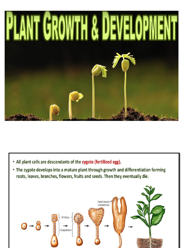 Plant Growth and Development | PDF