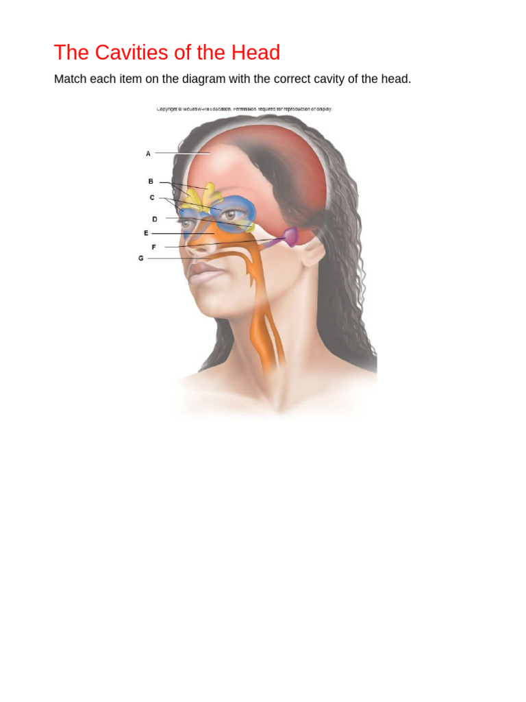 Cavities of The Head Assignment (Completed) | PDF