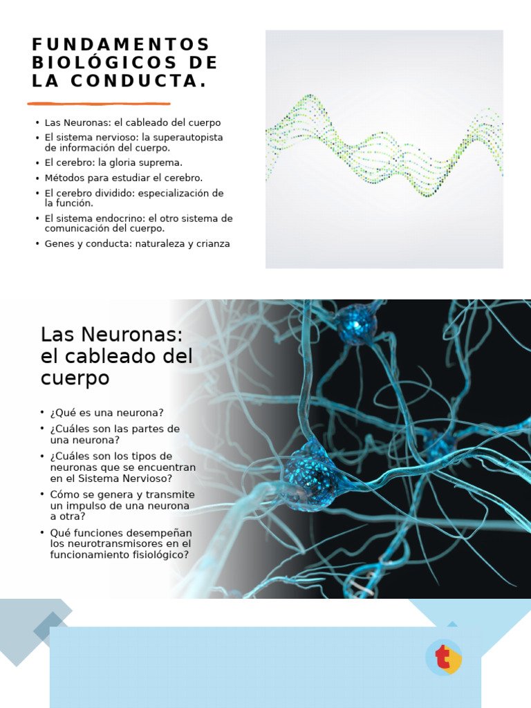 Fundamentos Biológicos de La Conducta | PDF | Neurona | Sistema nervioso