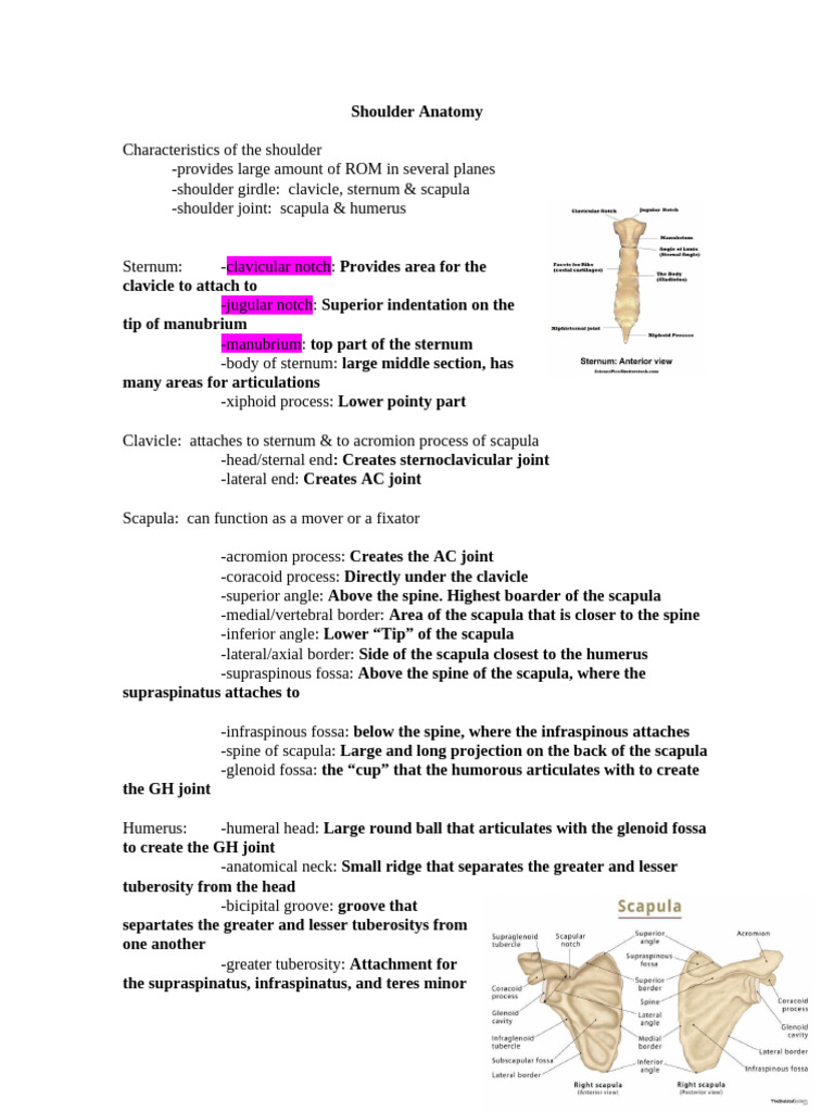 Comprehensive Guide to Shoulder Anatomy | PDF | Anatomical Terms Of ...