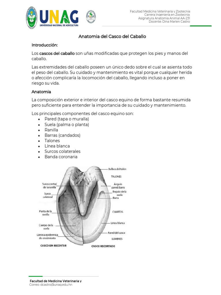 Anatomía y Cuidado del Casco Equino | PDF | Hueso | Caballos