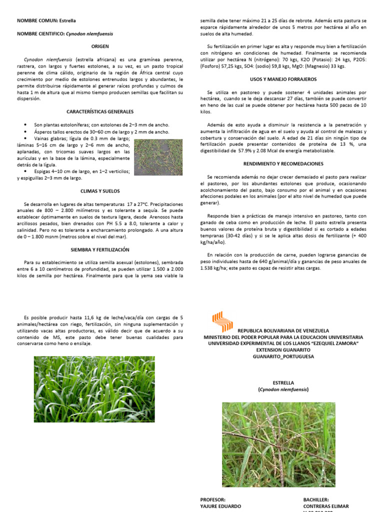 Diptico Pasto Estrella | PDF | Pasto | Agricultura