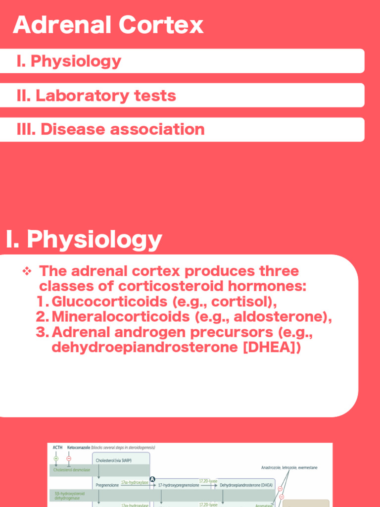 Adrenal Cortex | PDF