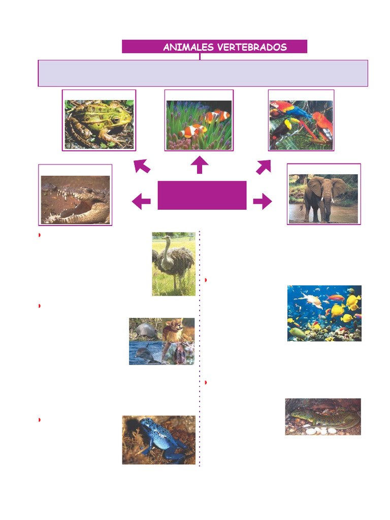 Clasificación de Animales Vertebrados | PDF | Vertebrados | Reptil