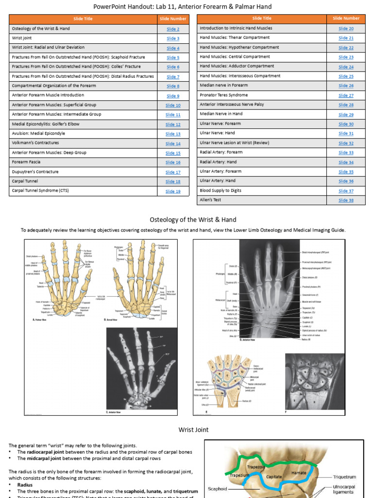 Power Forearm PalmarHand | PDF | Hand | Thumb
