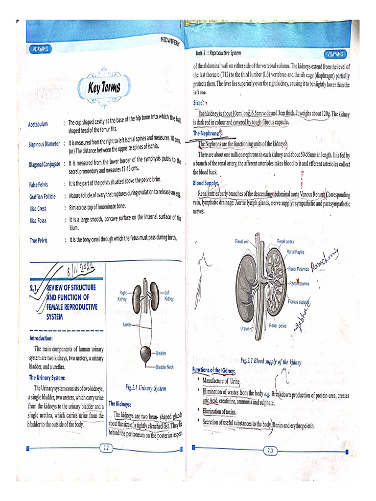 Reproductive System | PDF | Reproductive System | Medical Specialties