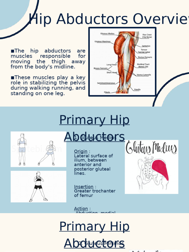 Hip Abductors Overview - 20240924 - 110816 - 0000 | PDF | Human Leg | Hip