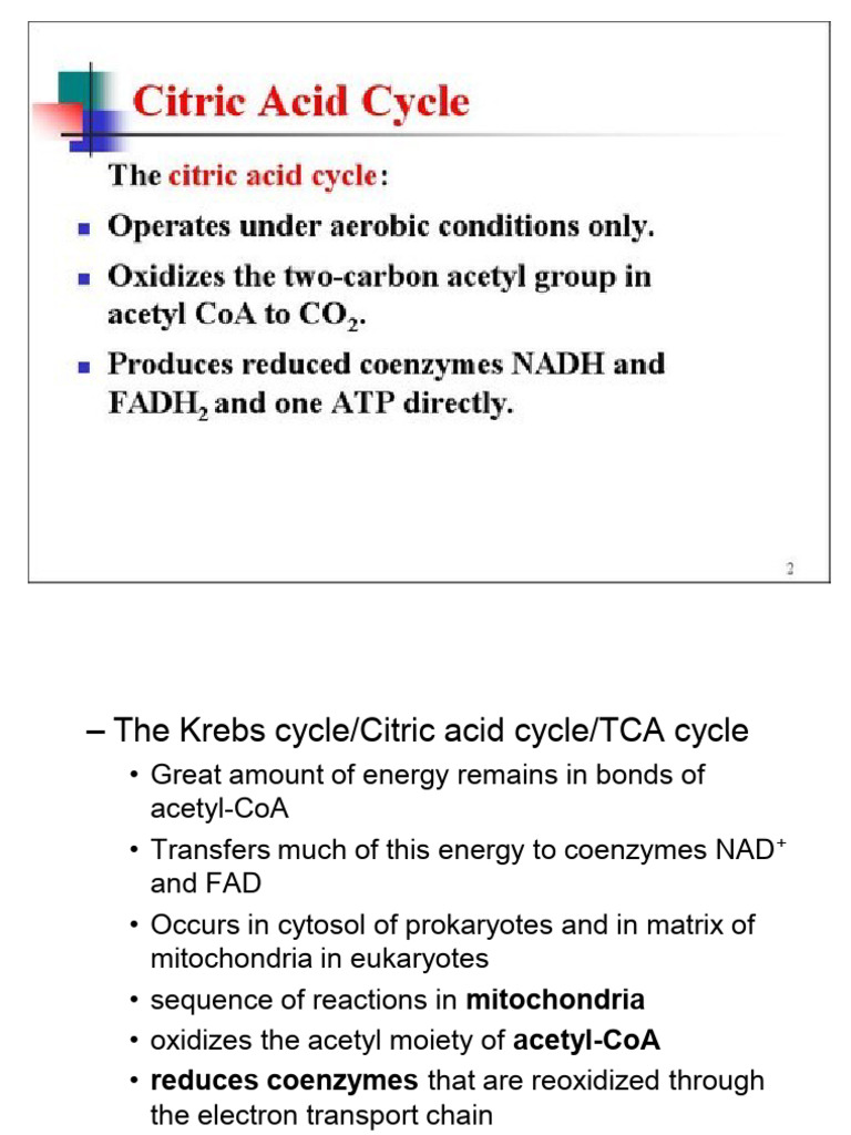 Significance of the Citric Acid Cycle | PDF | Diet & Nutrition | Chemistry