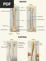 Upper Limb Bones Labeling Guide | PDF | Musculoskeletal System | Human ...