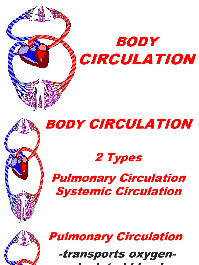 Lesson 2 Part 2 Lymphatic and Blood Circulation | PDF