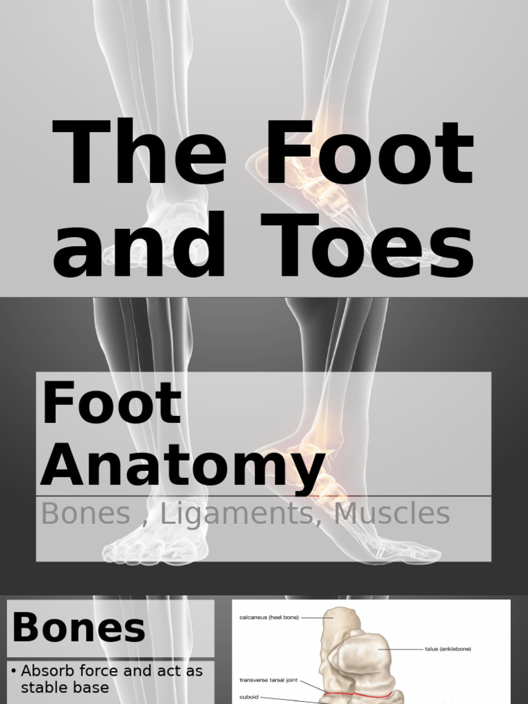 The Foot and Toes | PDF