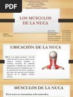 Musculos de La Nuca | PDF | Anatomía humana | Sistema musculoesquelético