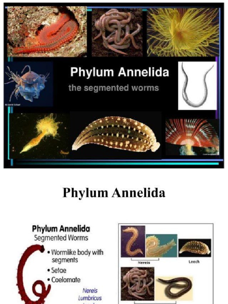 Phylum Annelida | PDF
