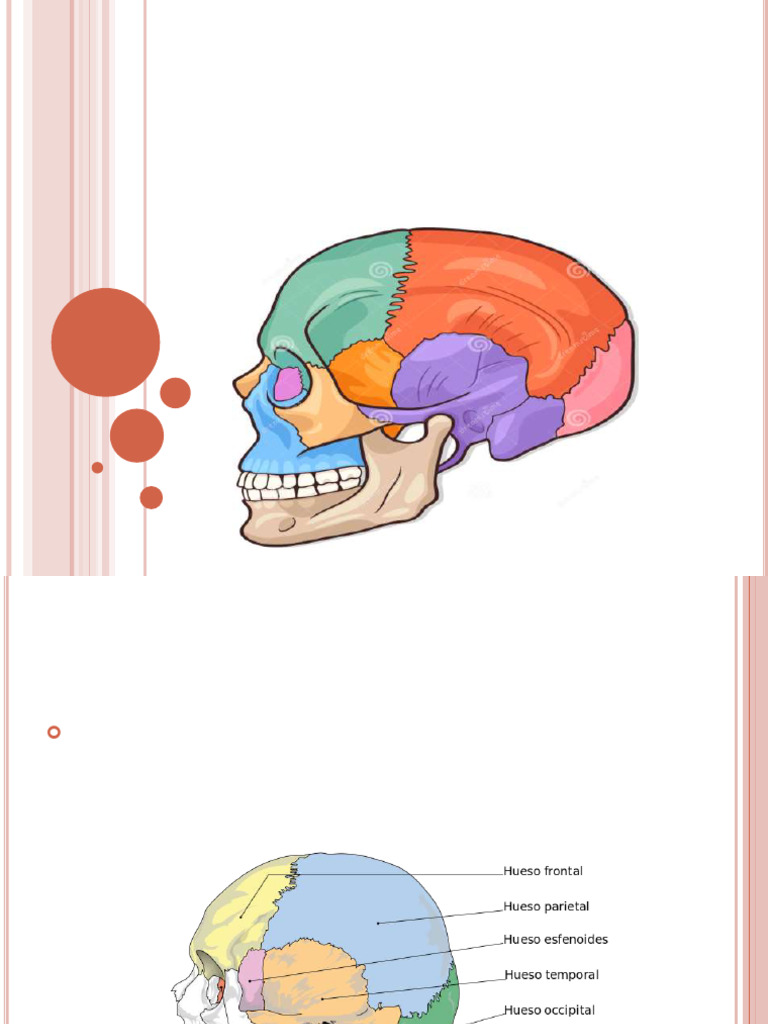 Crane Oen General | PDF | Cráneo | Sistema esquelético