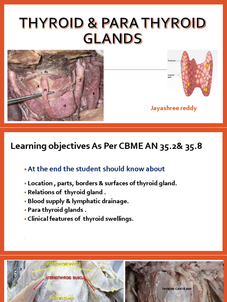 Thyroid Gland Relations Overview | PDF | Thyroid | Animal Anatomy