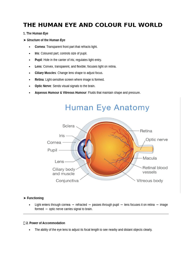 THE HUMAN EYE AND COLOUR FUL WORLD Physics | PDF | Eye | Human Eye