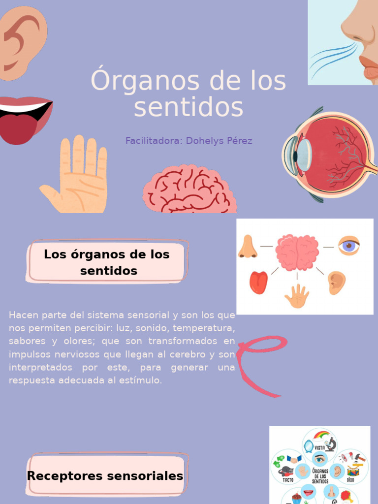 Organos de Los Sentidos | PDF | Sentidos | Sistema nervioso