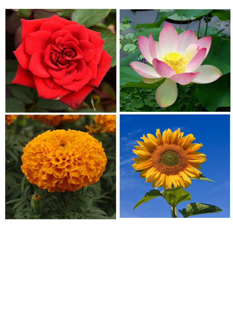 Flower | PDF