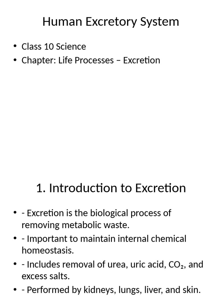 Class 10 Excretory System Harshith | PDF | Kidney | Urinary System