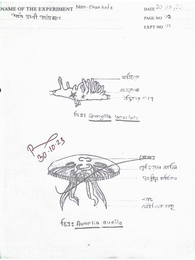 XII Biology Practical KM | PDF