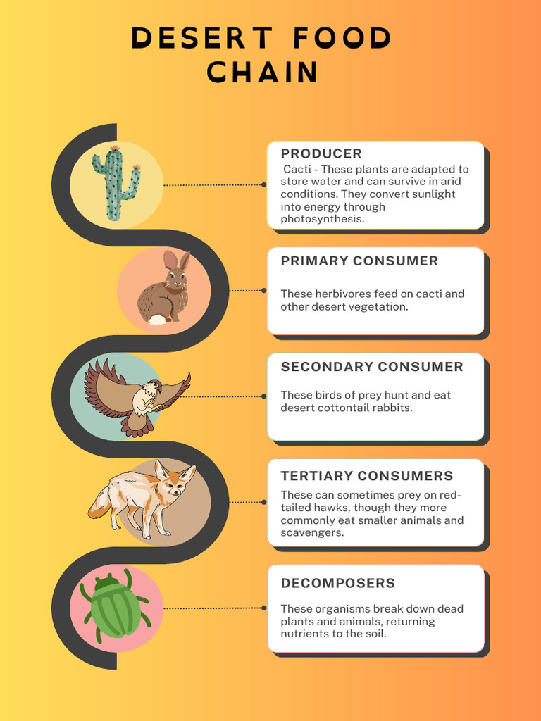 Desert Food Chain Overview | PDF
