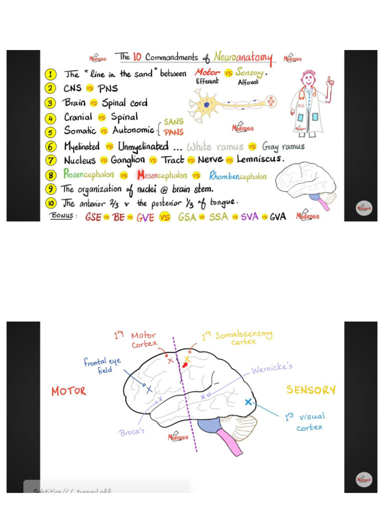 Intro Neuroanatomy MP | PDF