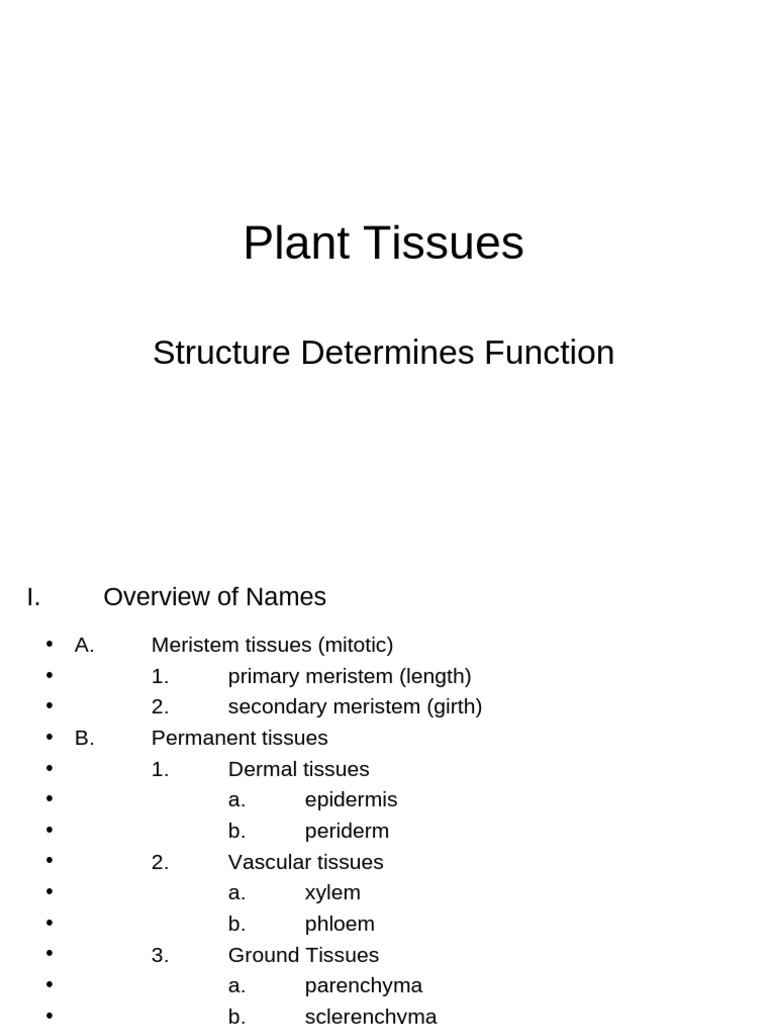 Plant Tissues | PDF