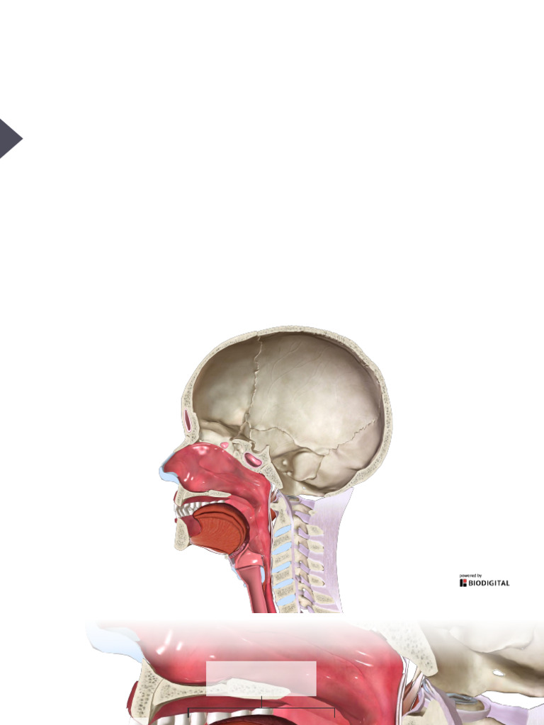 Slides Anatomy Tongue | PDF | Tongue | Human Anatomy