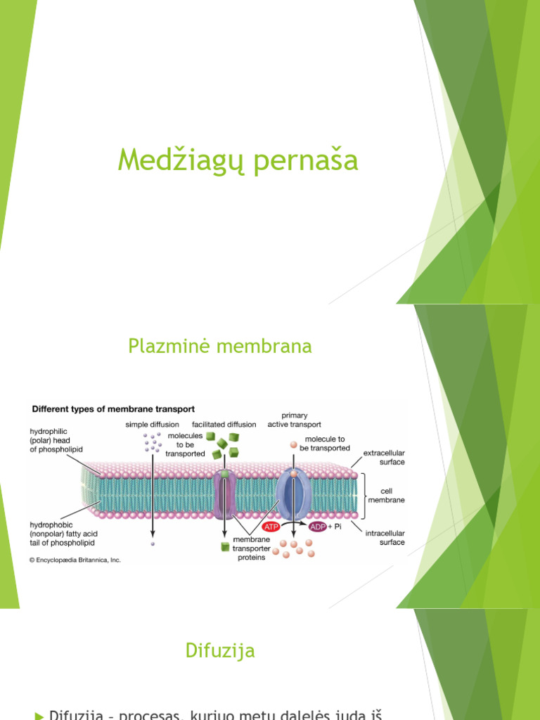 Medziagu Pernasa 5-6tokai 14 Pamoka | PDF