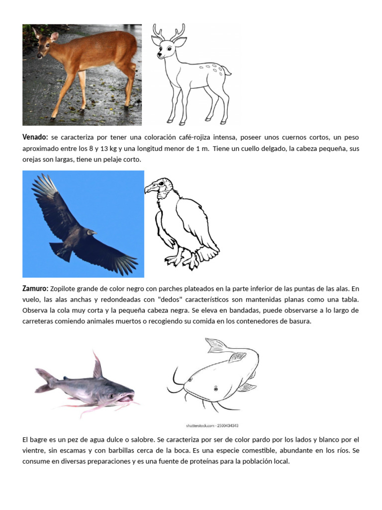 Características de Animales Diversos | PDF | Camello | Águila