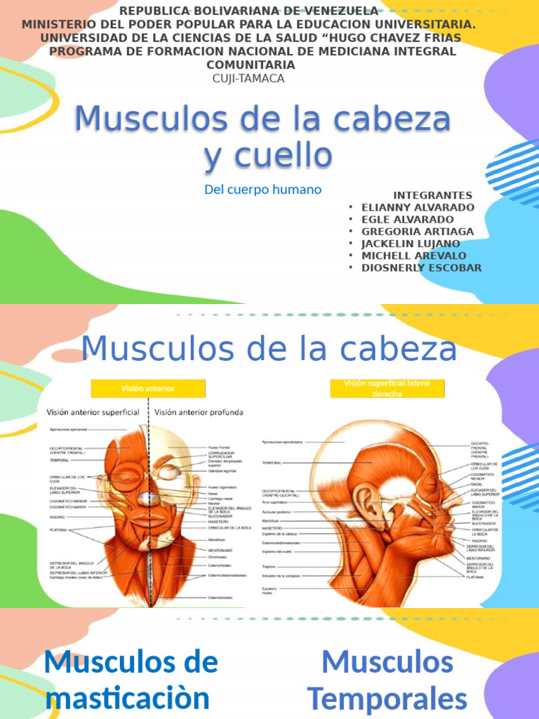Musculos de La Cabeza | PDF