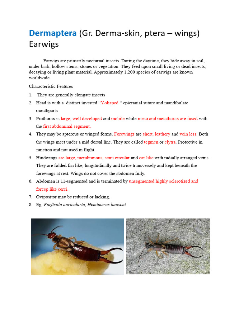 Characteristics of Dermaptera and Dictyoptera | PDF | Insects | Arthropods