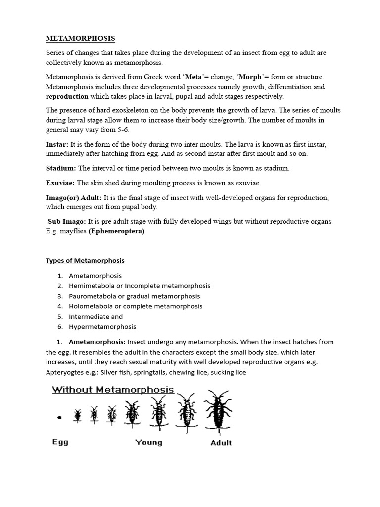 Metamorphosis-Diapause and Immature Stages | PDF | Pupa | Insects