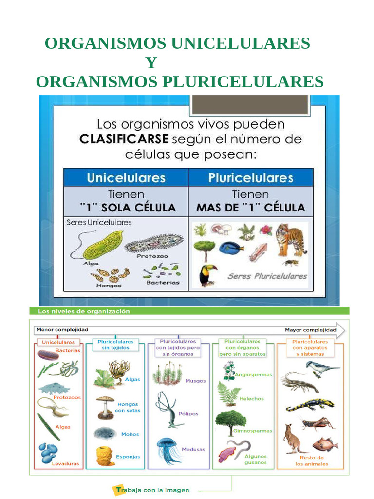 Unicelulares y Pluricelulares: Características | PDF