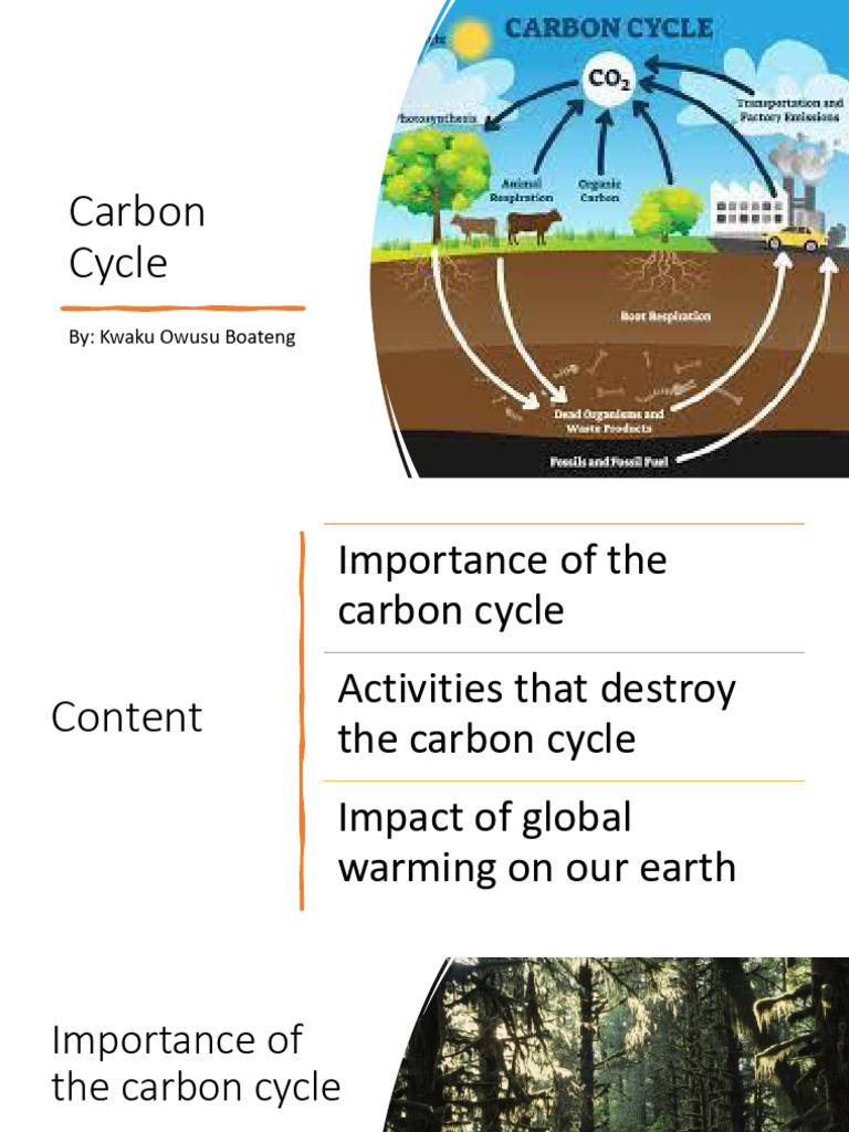 Carbon Cycle | PDF