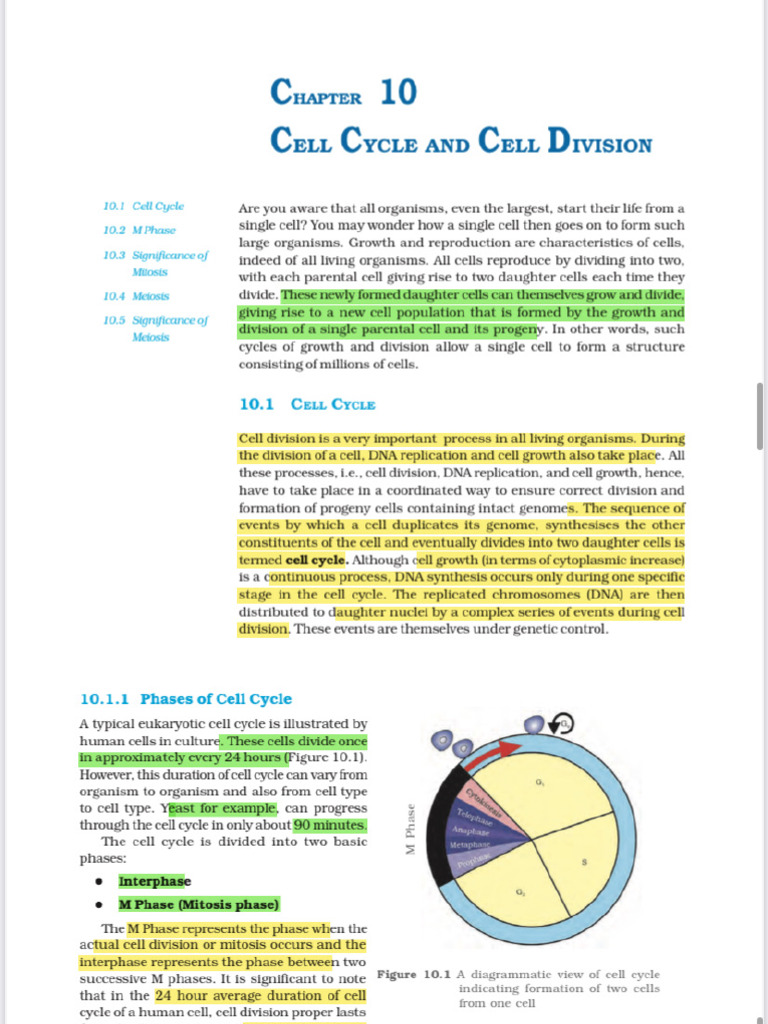 Cell Cycle and Cell Division | PDF