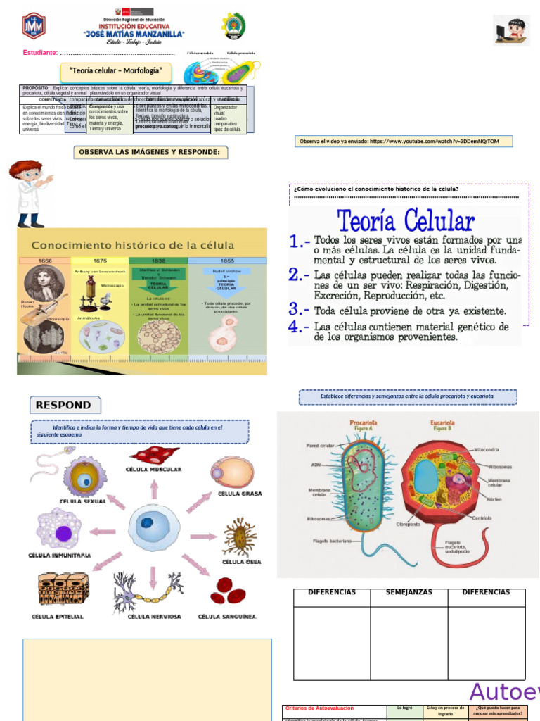 Ficha Teoria Celular Cyt | PDF | Biología Celular) | Organismos