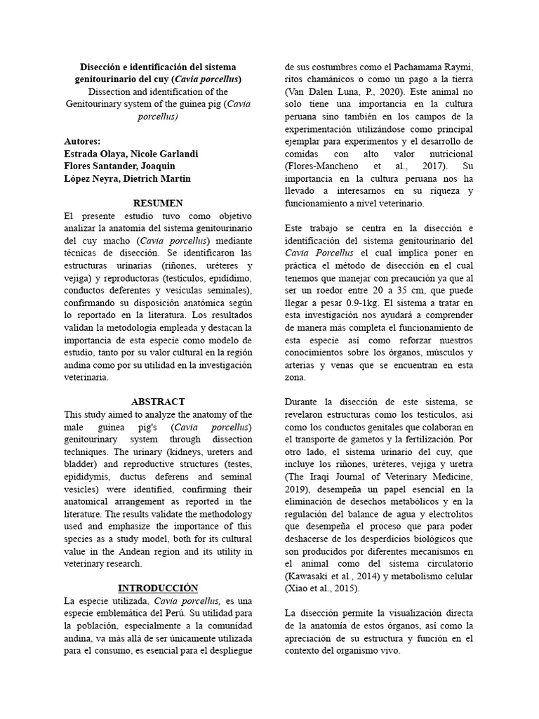 Sistema Genitourinario Del Cuy (Cavia Porcellus) | PDF | Sistema ...