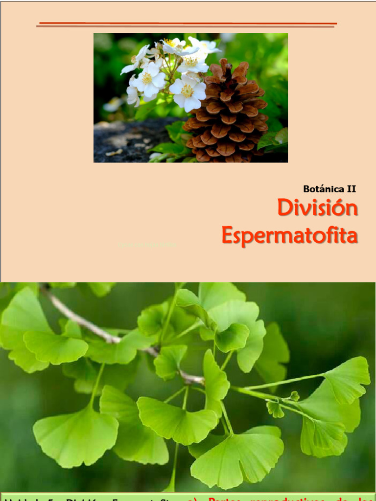 Unidad 5. Espermatofitas. Parte B | PDF | Plantas | Botánica