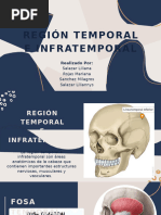 Anatomía de la Fosa Temporal e Infratemporal | PDF | Cráneo | Vena