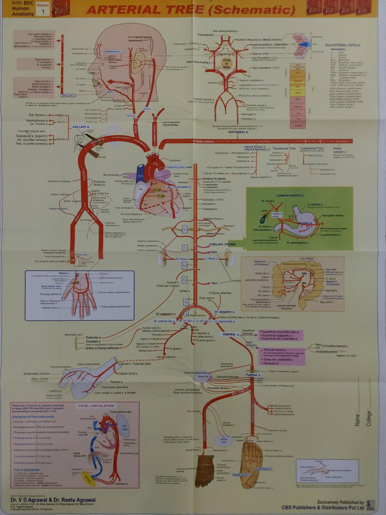 BDC Charts of Artery, Vein, Brain Structure | PDF | Angiology ...