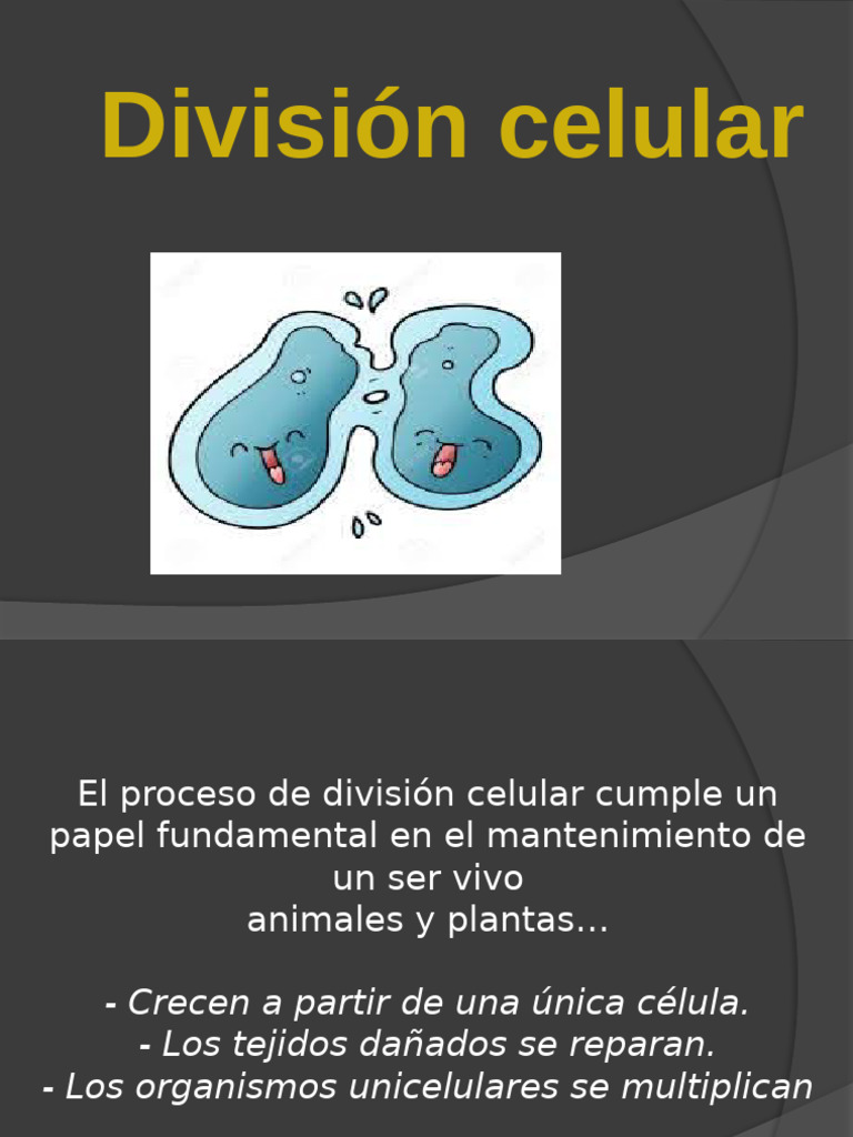 División Celular | PDF | Mitosis | Mitosis