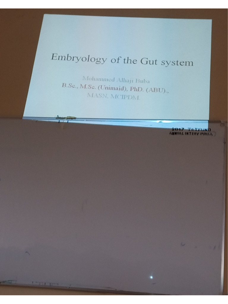 Embryology of The Gut System | PDF | Large Intestine | Liver