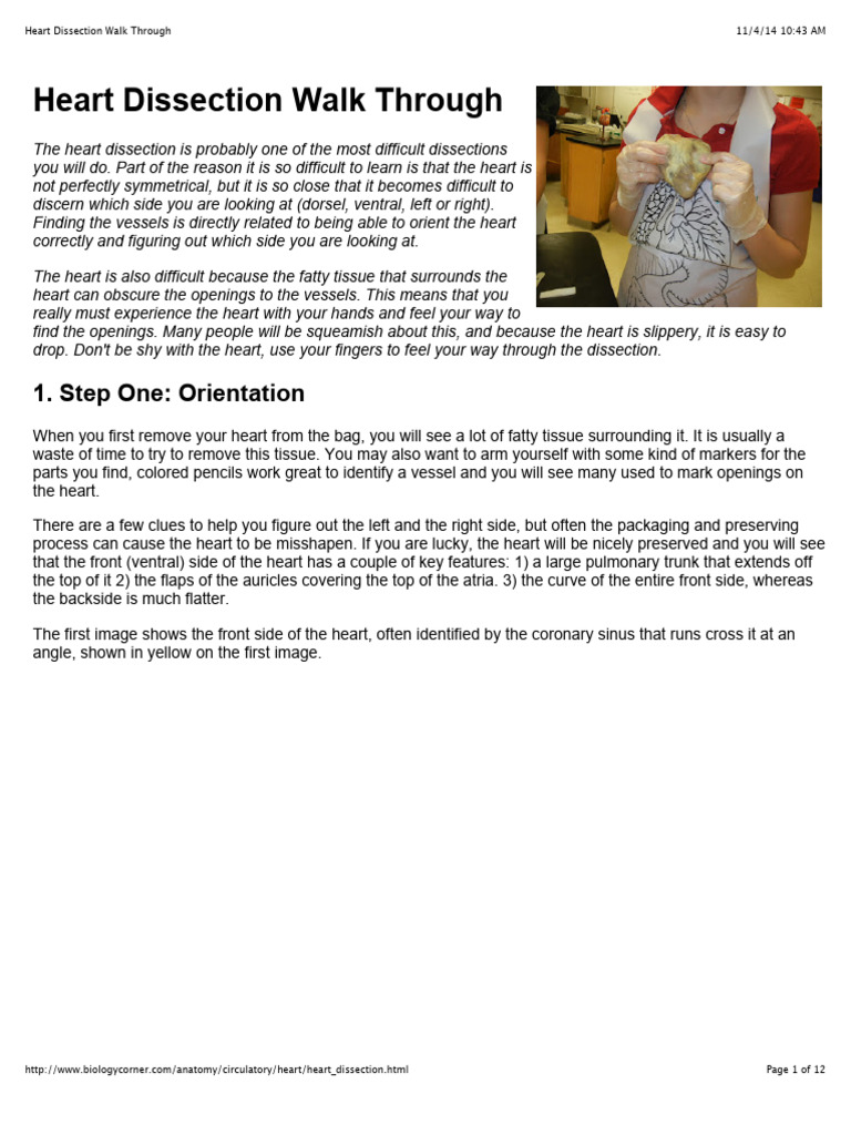 Heart Dissection Walk Through | PDF | Atrium (Heart) | Heart