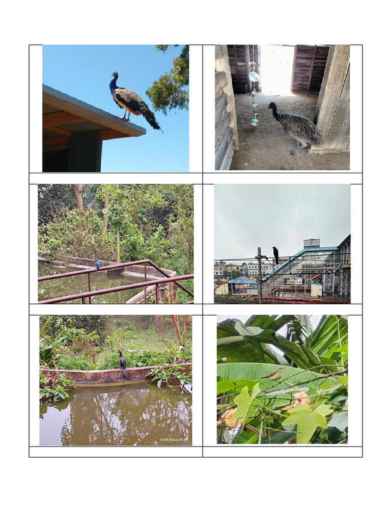 Science 3 Activity 2 | PDF